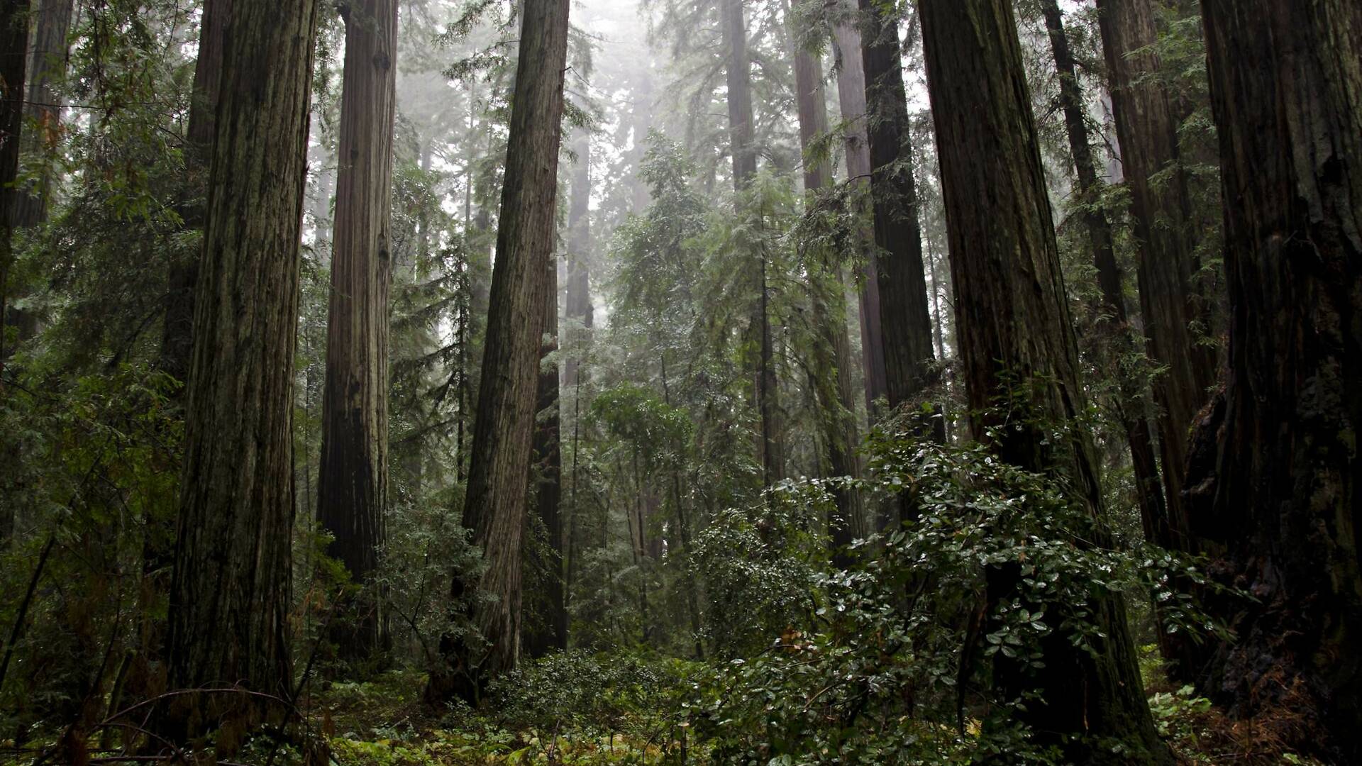 The 13 Best Places to See California Redwoods Up Close