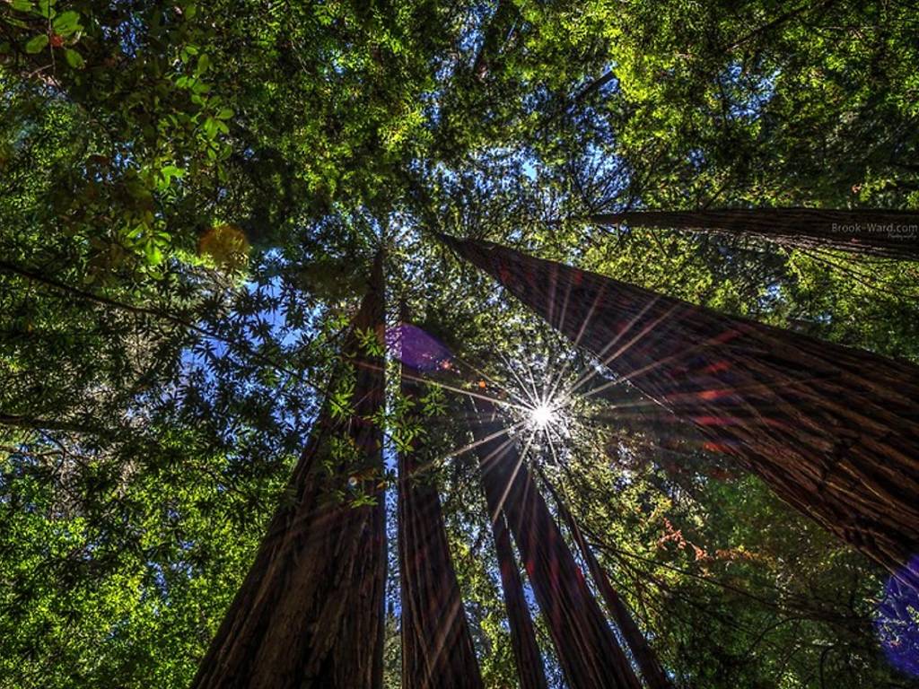 The 13 Best Places to See California Redwoods Up Close