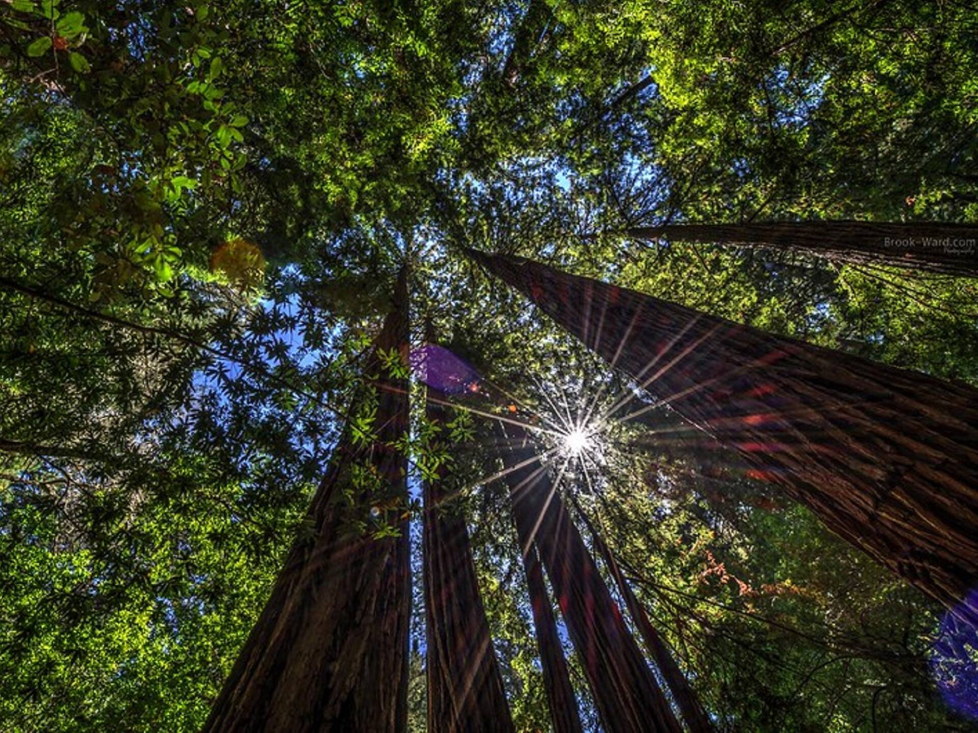 The 13 Best Places to See California Redwoods Up Close