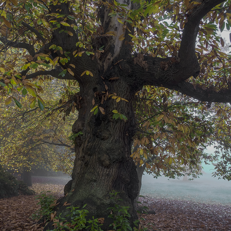 Stalking Trees: Beating the Bounds | Things to do in London