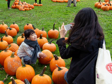 Pumpkin Patches Near NYC: 20 Best Farms For Pumpkin Picking