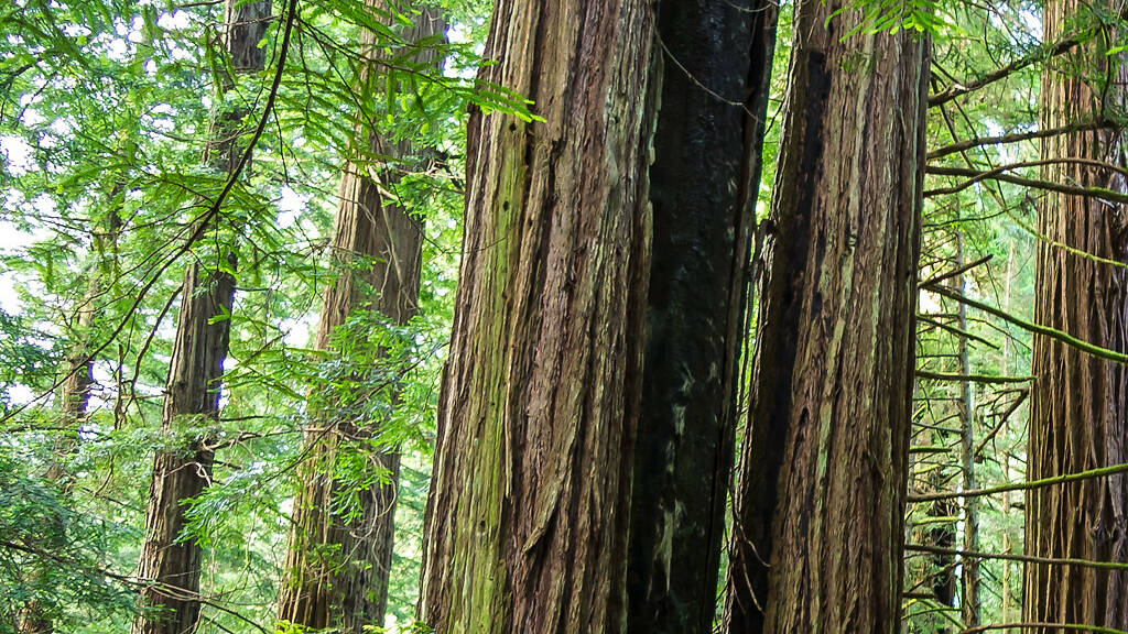 The 13 Best Places to See California Redwoods Up Close