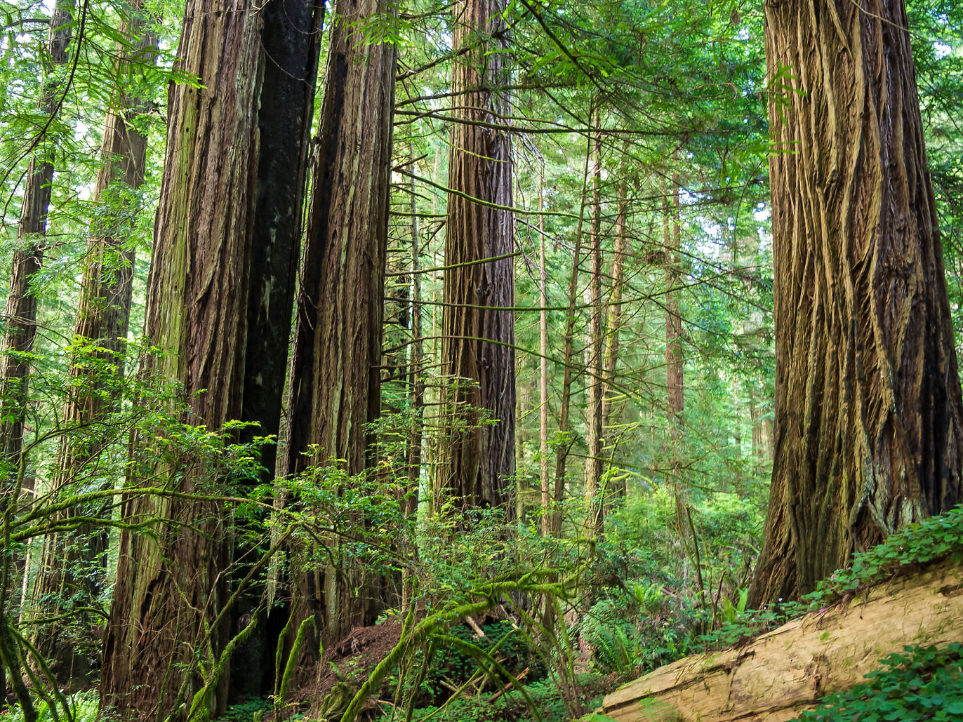 The 13 Best Places to See California Redwoods Up Close