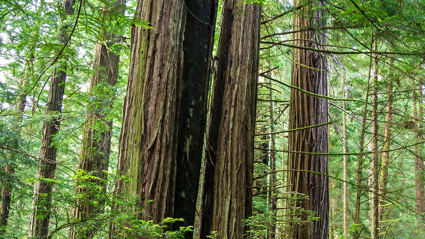 The 13 Best Places to See California Redwoods Up Close