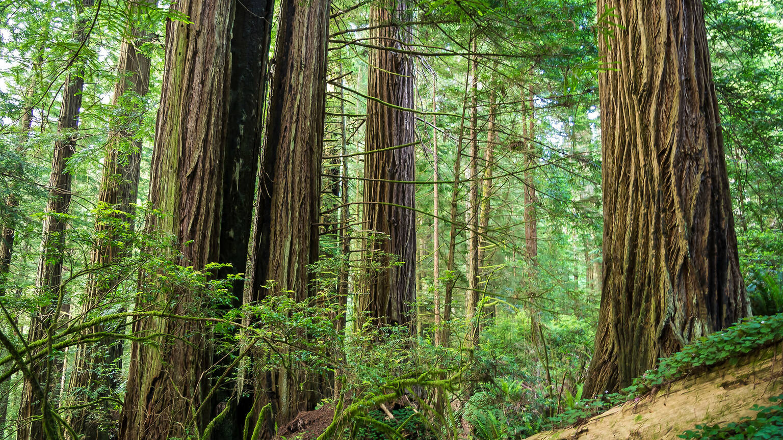 The 13 Best Places to See California Redwoods Up Close