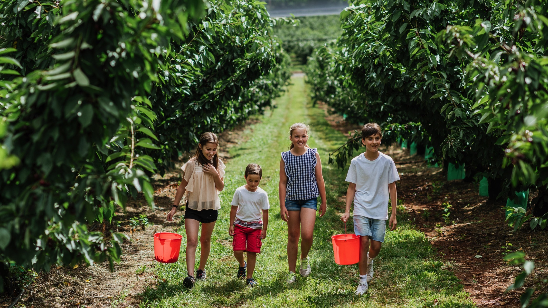 Cherry picking and cherry blossoms at CherryHill Orchards in Melbourne