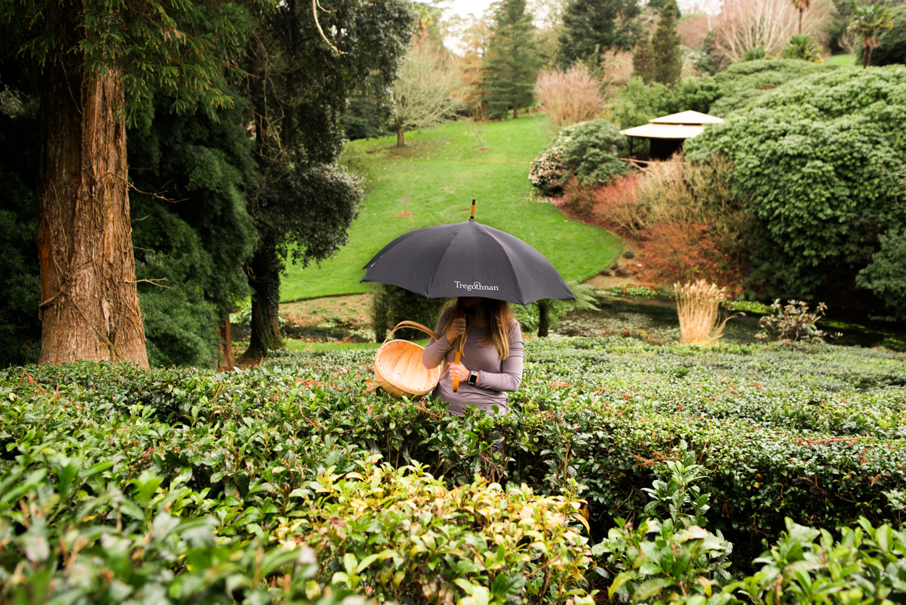 Leave London for a homegrown cuppa at the UK’s first tea plantation