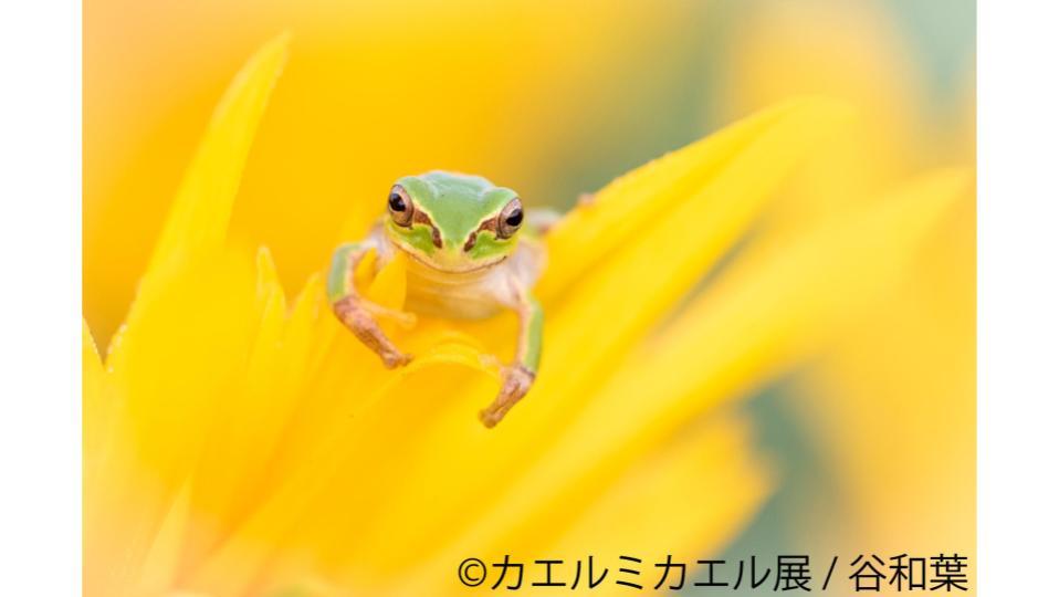Frog Michael Exhibition | Things to do in Tokyo