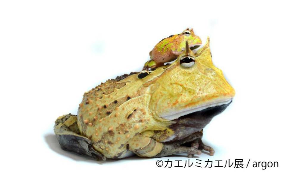 Frog Michael Exhibition | Things to do in Tokyo