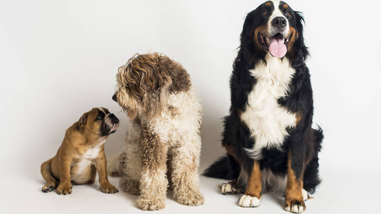 Dogs of the East | Things to do in Sydney