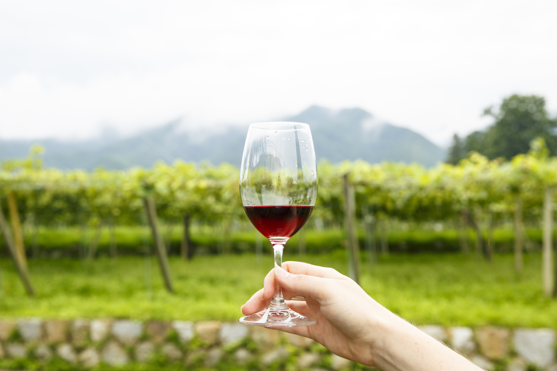 Katsunuma Winery | Things to do in Tokyo