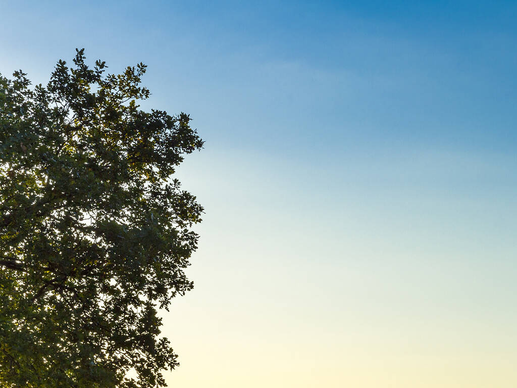 Did you know that London is the world’s largest urban forest?