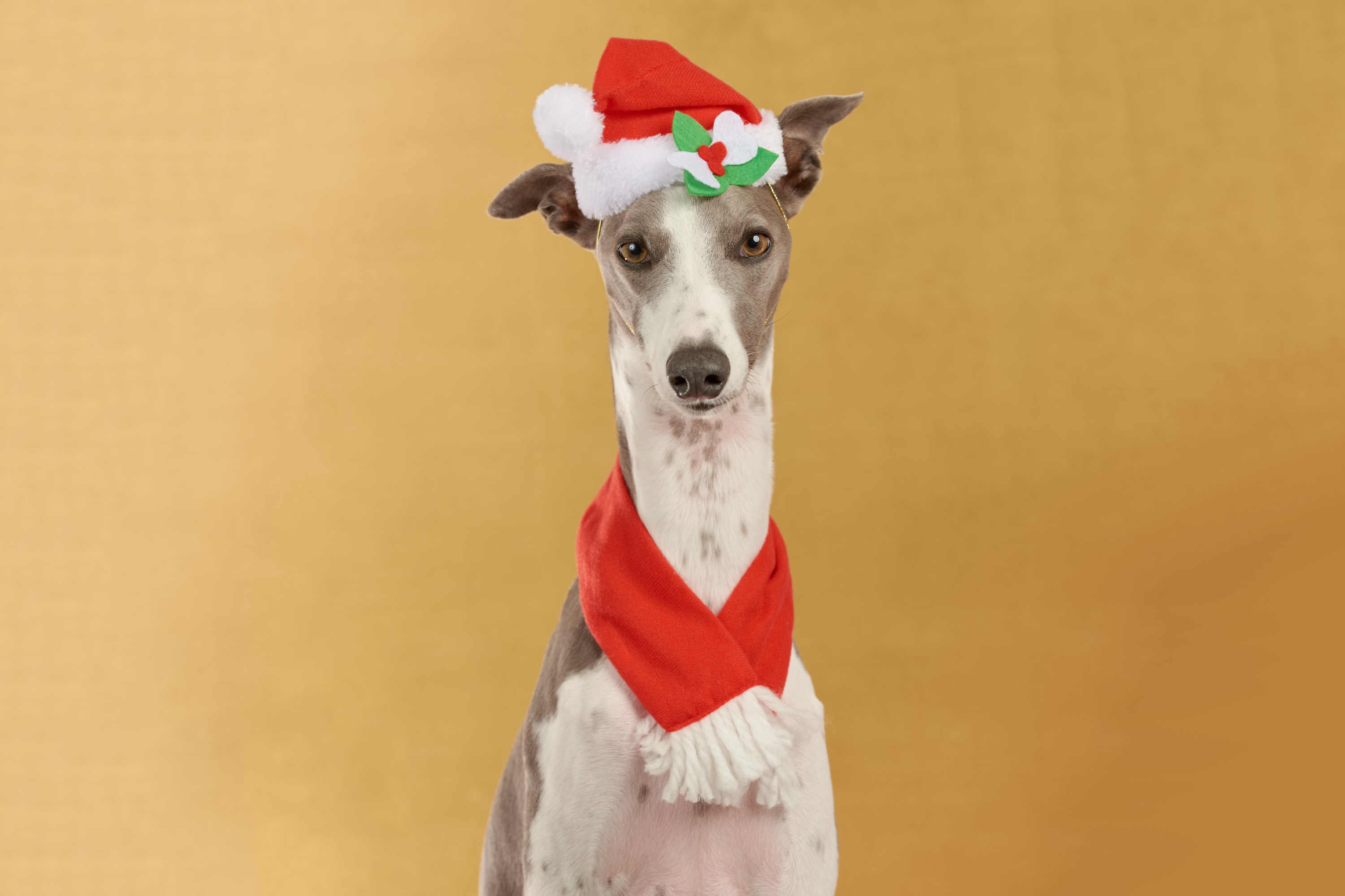 Dog Photog Sydney Xmas | Things to do in Sydney