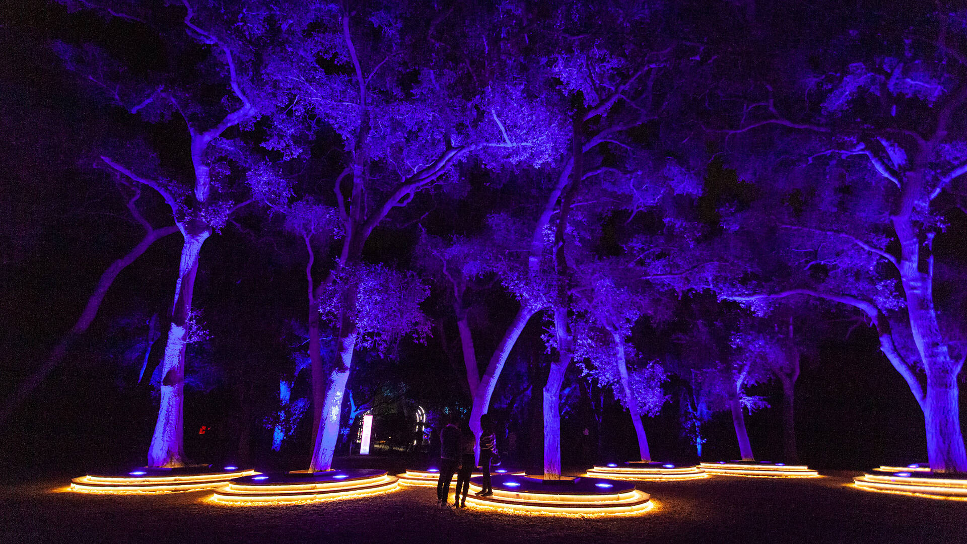 Enchanted Forest of Light brings magic back to Descanso Gardens this ...