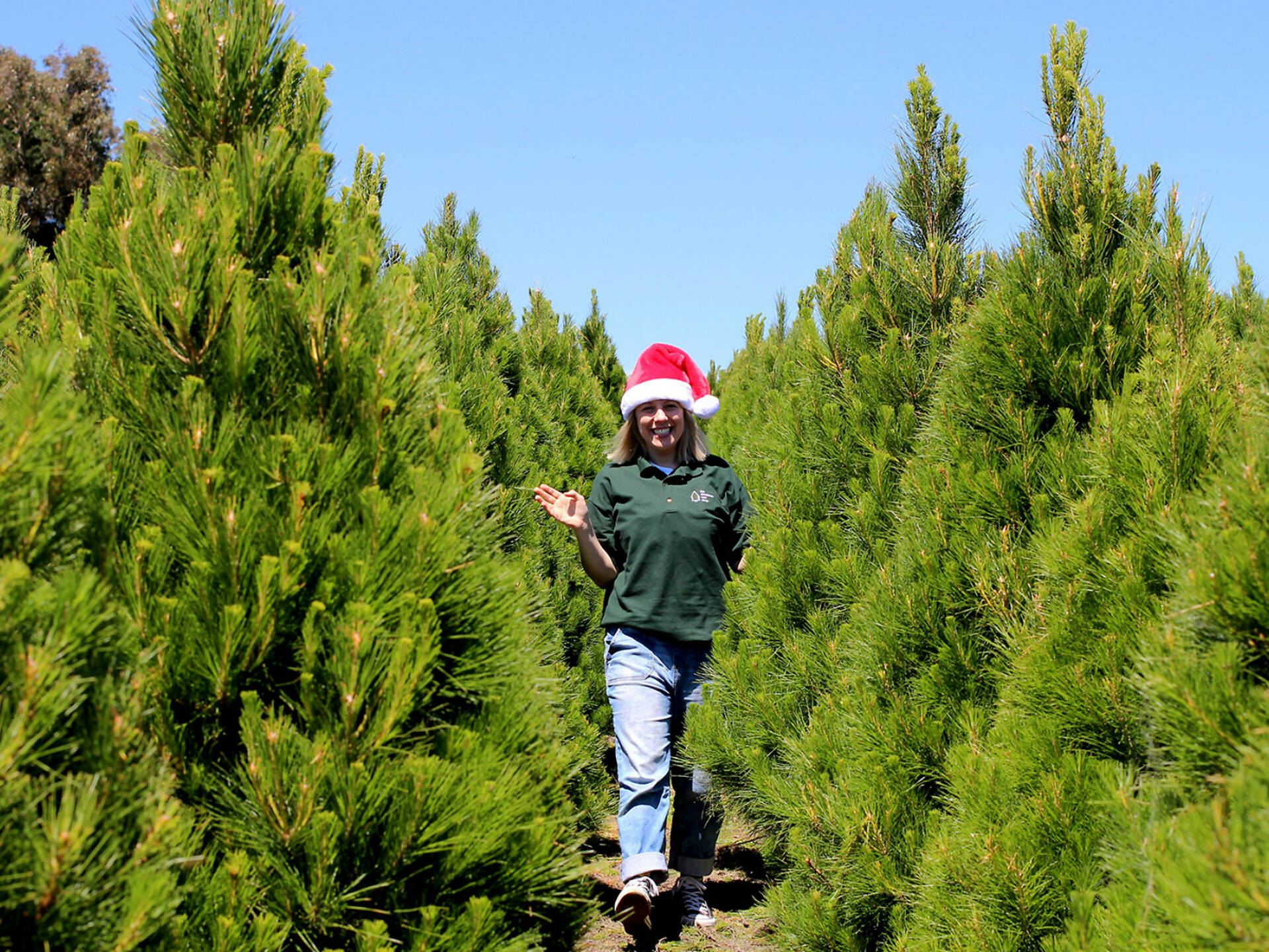 Where to buy real Christmas trees in Melbourne, including delivery options