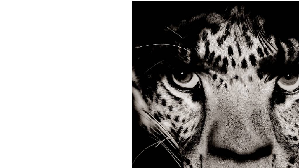 Albert Watson 'Wild' | Art in Tokyo