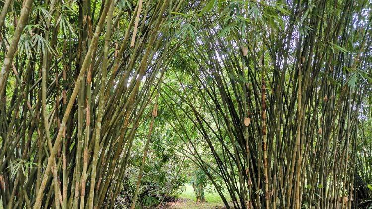 Buluh in the City | Things to do in Kuala Lumpur