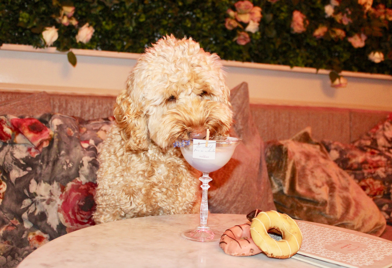 Cockapoo Café | Things to do in London