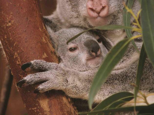 Zoo de Lisboa apresenta cria de koala