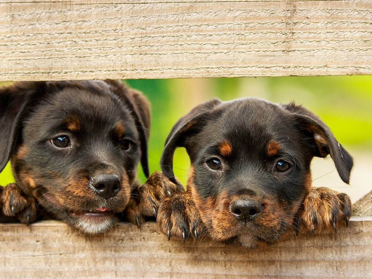 Dog Adoption in NYC: 10 Organizations Offering Pet Adoption