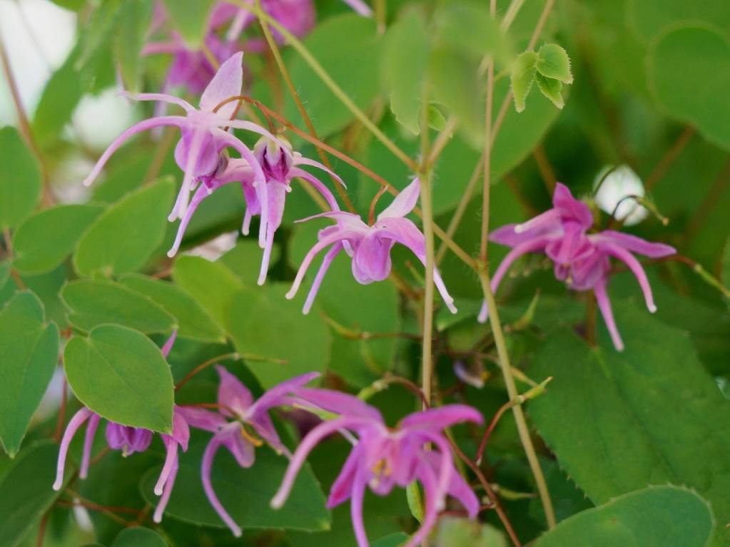 The best 6 traditional Chinese medicine aphrodisiacs to try