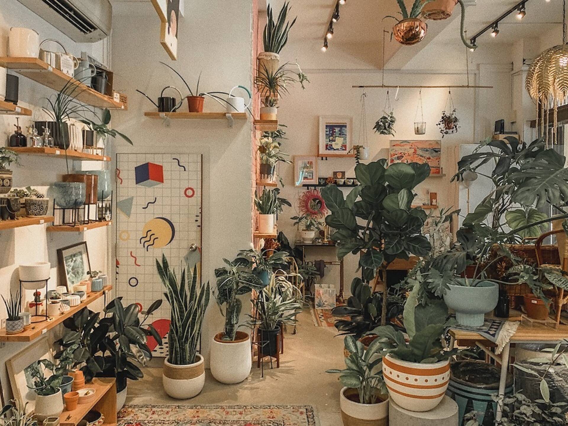 15 Best Plant Shops in Singapore For Starting Your Indoor Garden