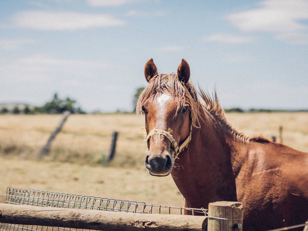 Where to go horse riding and trail riding in Melbourne