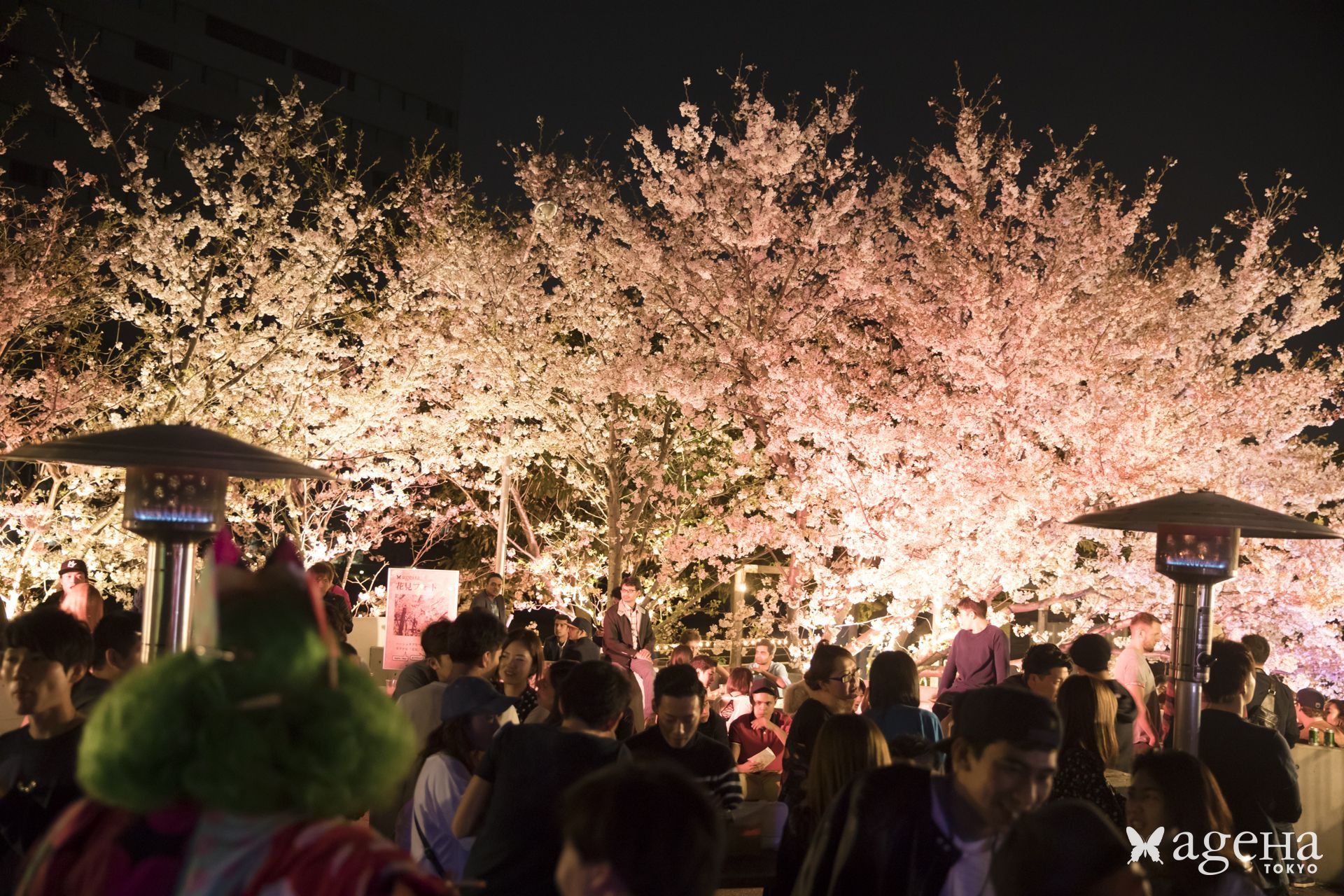 Hanami Experience at Ageha | Nightlife in Tokyo