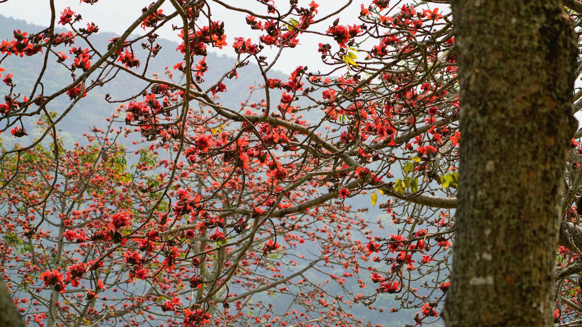 8 Most beautiful flower spots to visit in Hong Kong