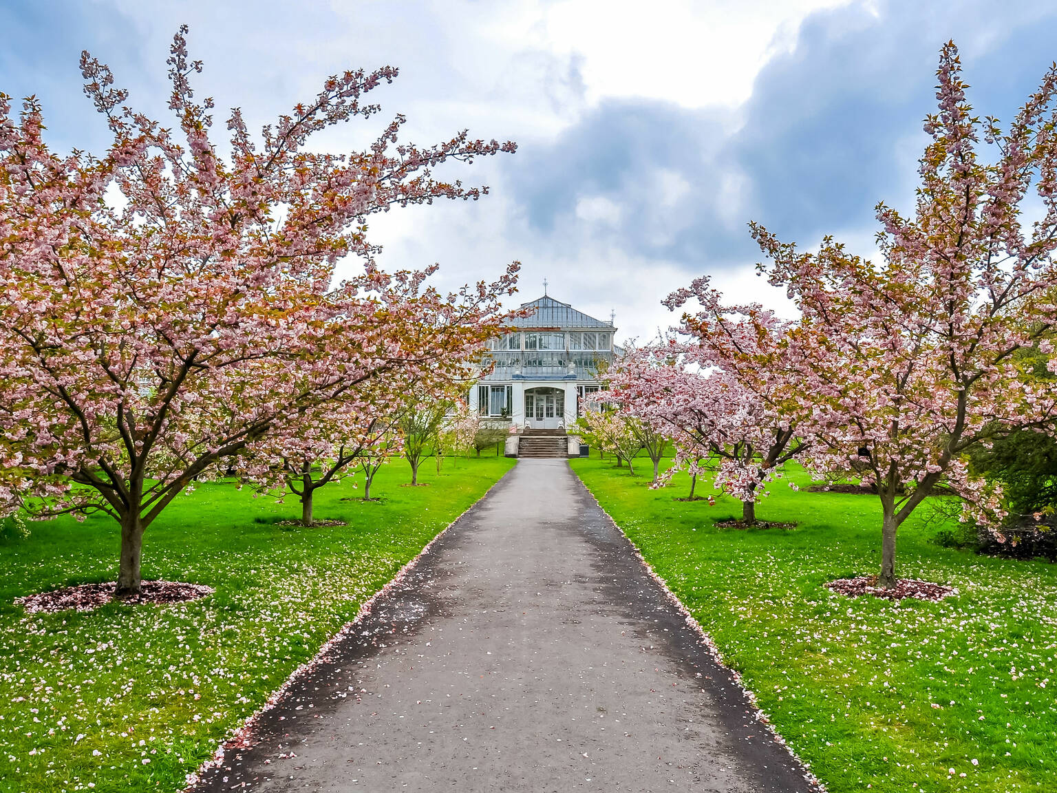 Best Places To See Cherry Blossom in London in Spring 2026