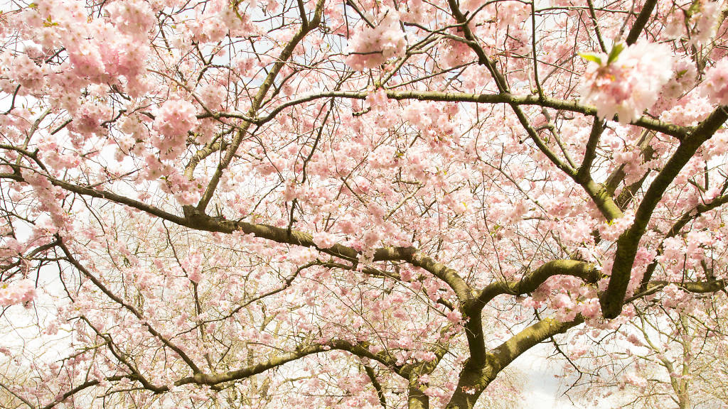 Best Places To See Cherry Blossom in London in Spring 2025