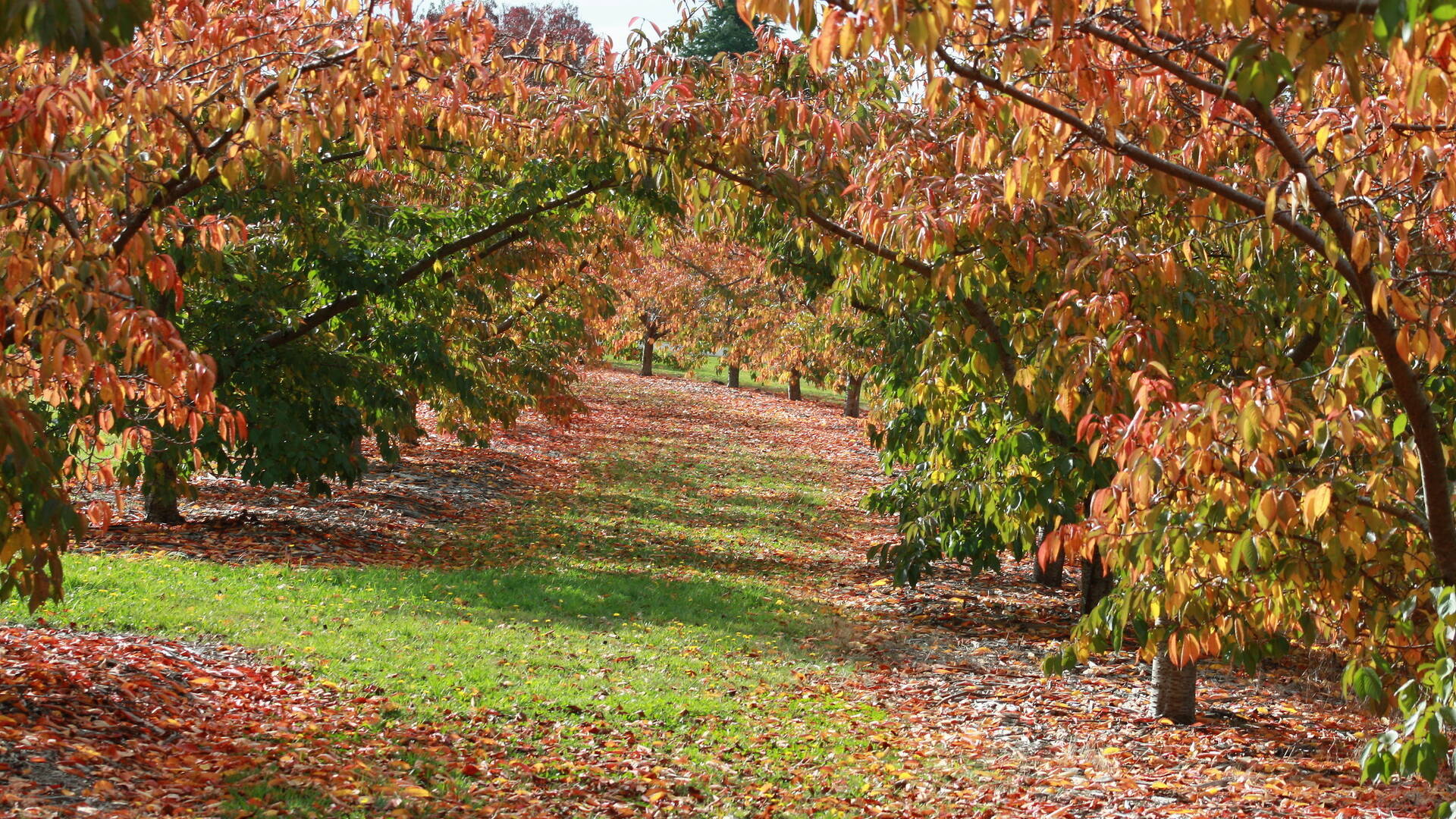 Dandenong Ranges Botanic Garden | Things to do in Olinda, Melbourne