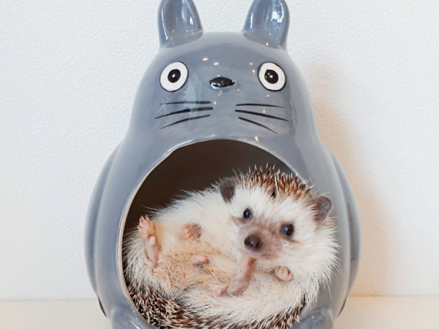 These are the cutest and weirdest Japanese pet products | Time Out Tokyo