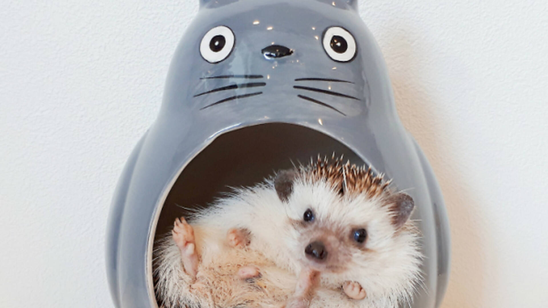 These are the cutest and weirdest Japanese pet products | Time Out Tokyo