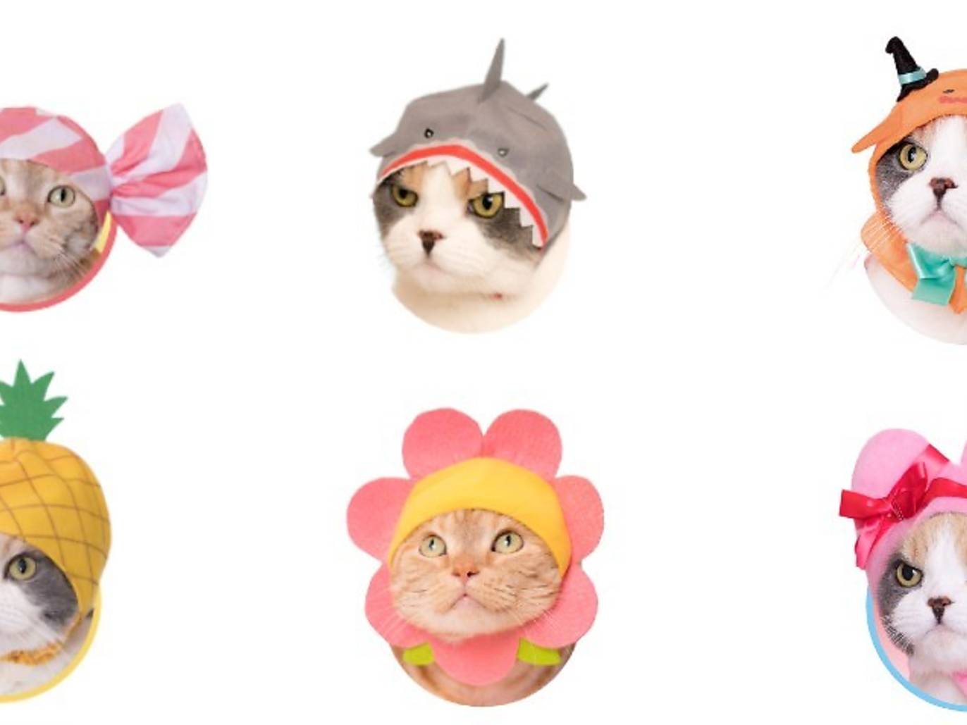 These are the cutest and weirdest Japanese pet products | Time Out Tokyo