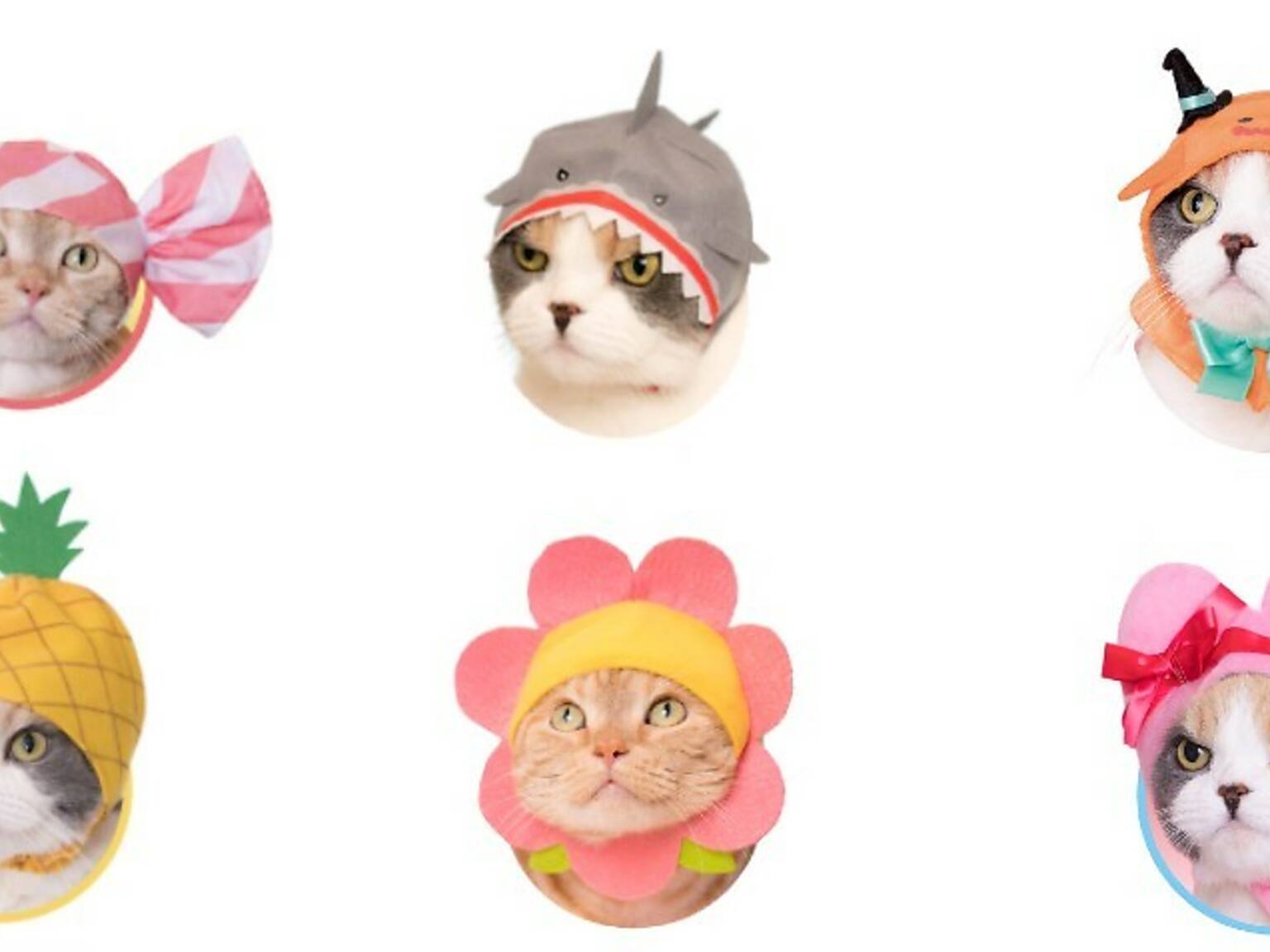 These are the cutest and weirdest Japanese pet products | Time Out Tokyo