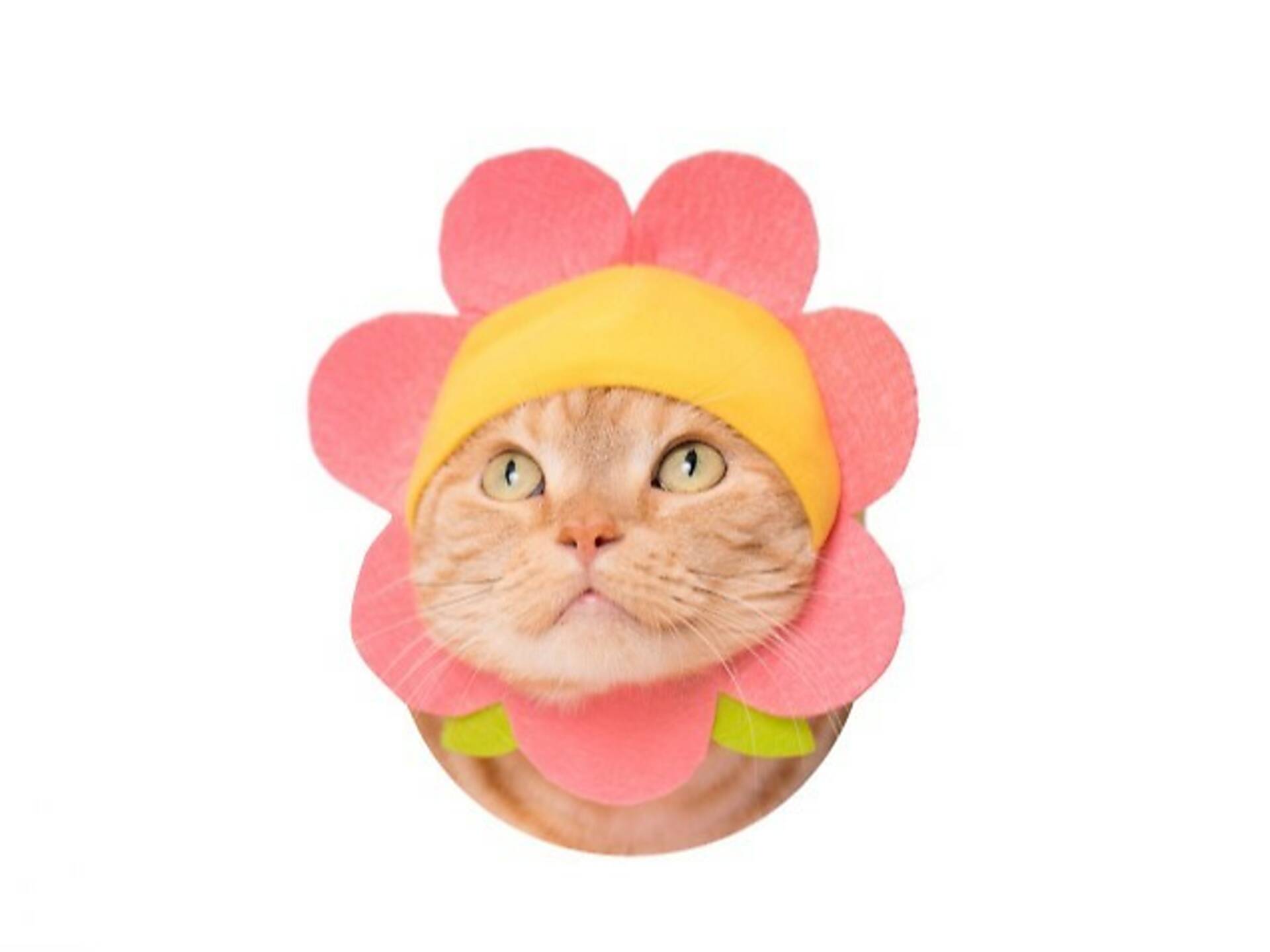 These are the cutest and weirdest Japanese pet products | Time Out Tokyo