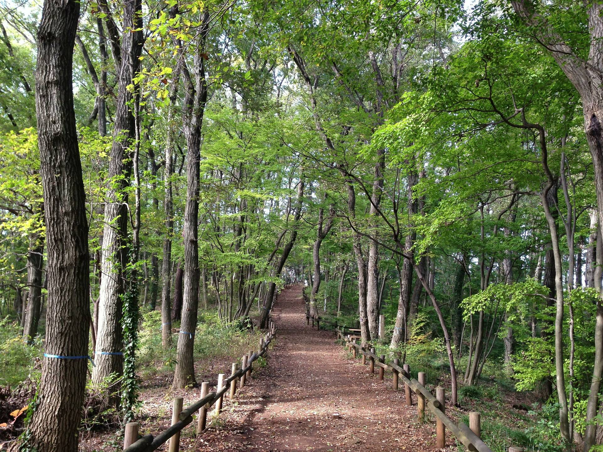 Ghibli lover’s guide to Tokyo: 8 best things to do for Ghibli fans