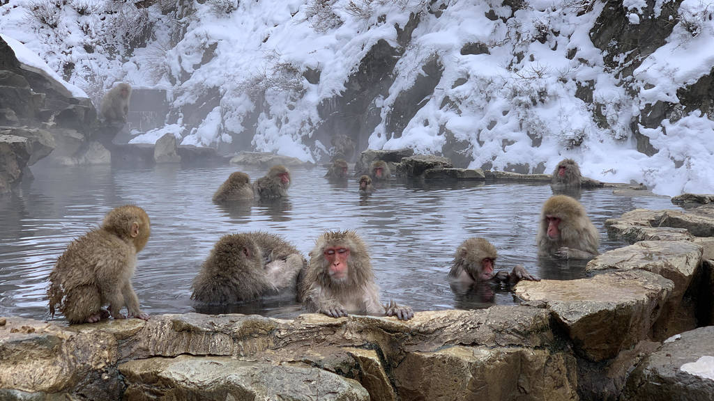 10 best places to see free-roaming animals in Japan