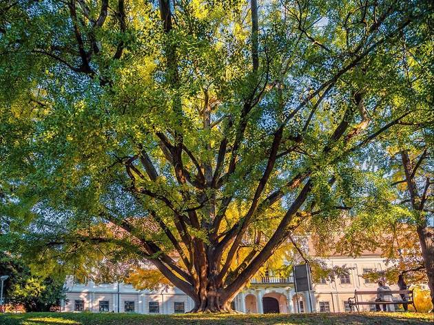 Croatia's oldest ginkgo tree takes second place in European Tree of the ...