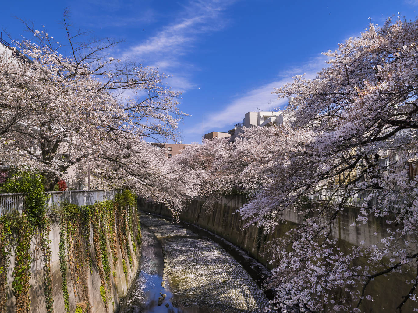 The most beautiful spring flowers in Tokyo – and where to see them