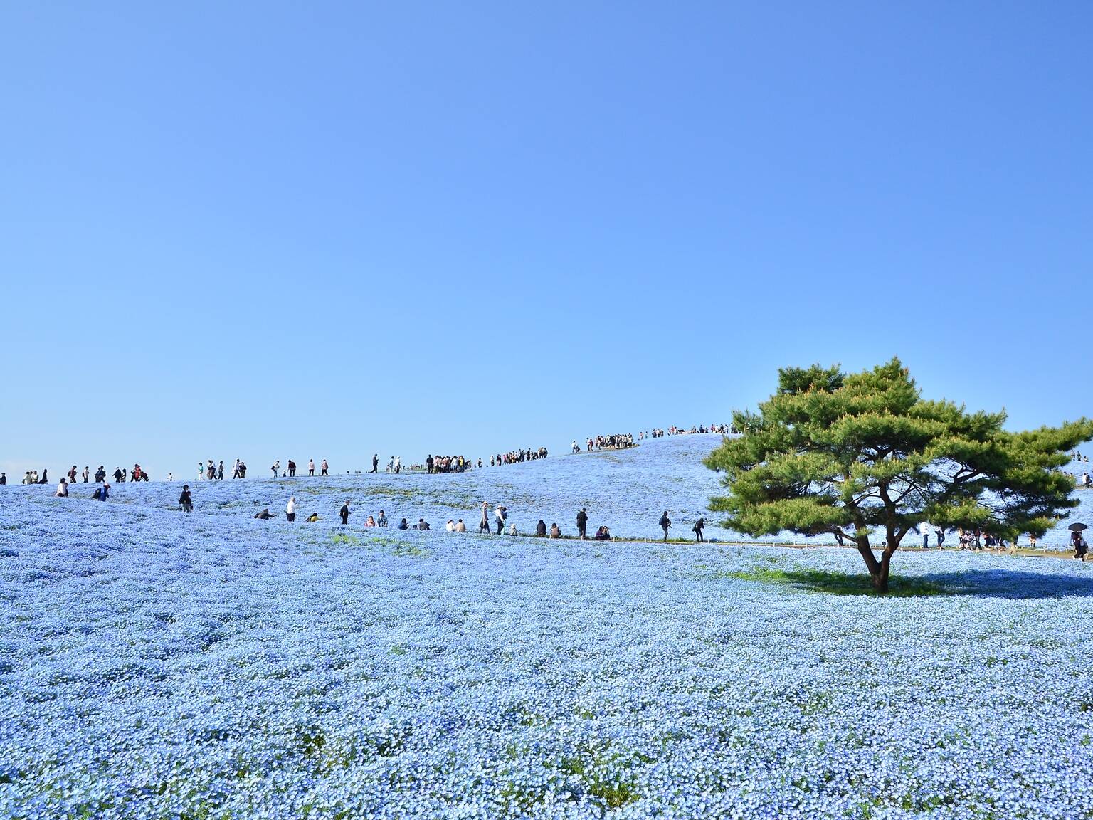 The most beautiful spring flowers in Tokyo – and where to see them all ...