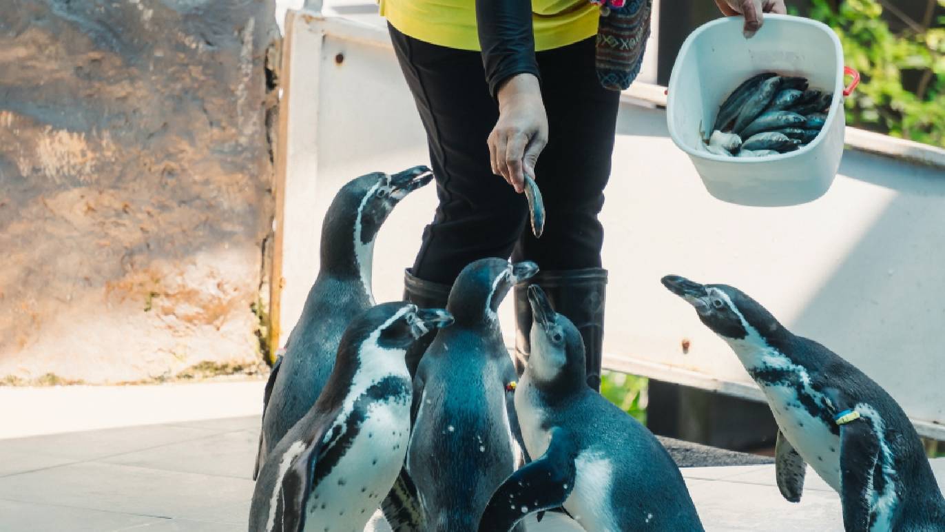 Animals taking over cities and towns during human lockdown