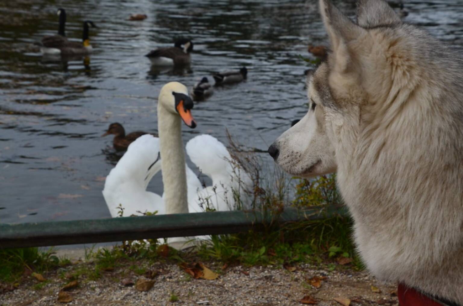 Animals taking over cities and towns during human lockdown