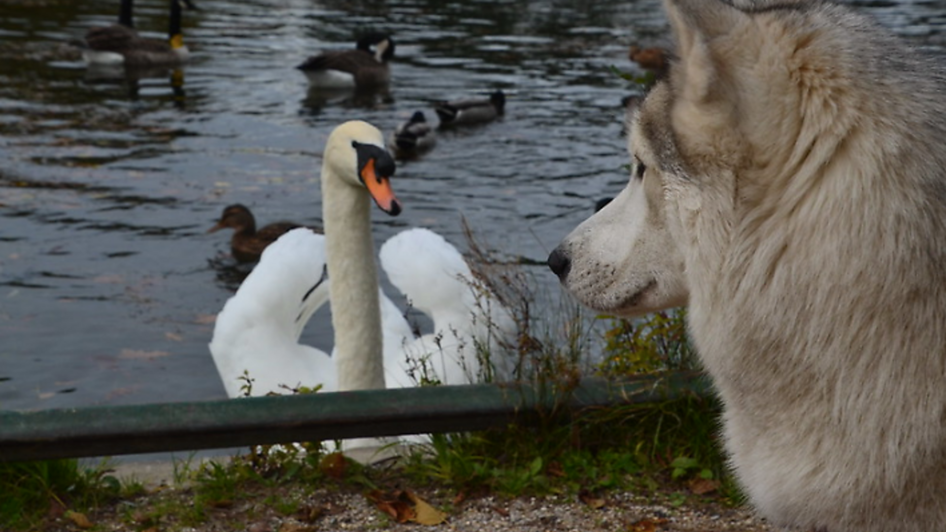 Animals taking over cities and towns during human lockdown