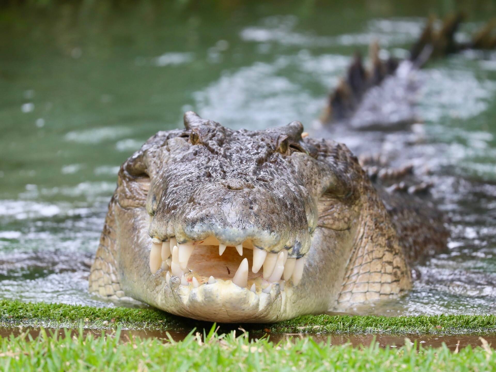 The 12 Best Zoos & Wildlife Parks In Australia [Updated 2026]