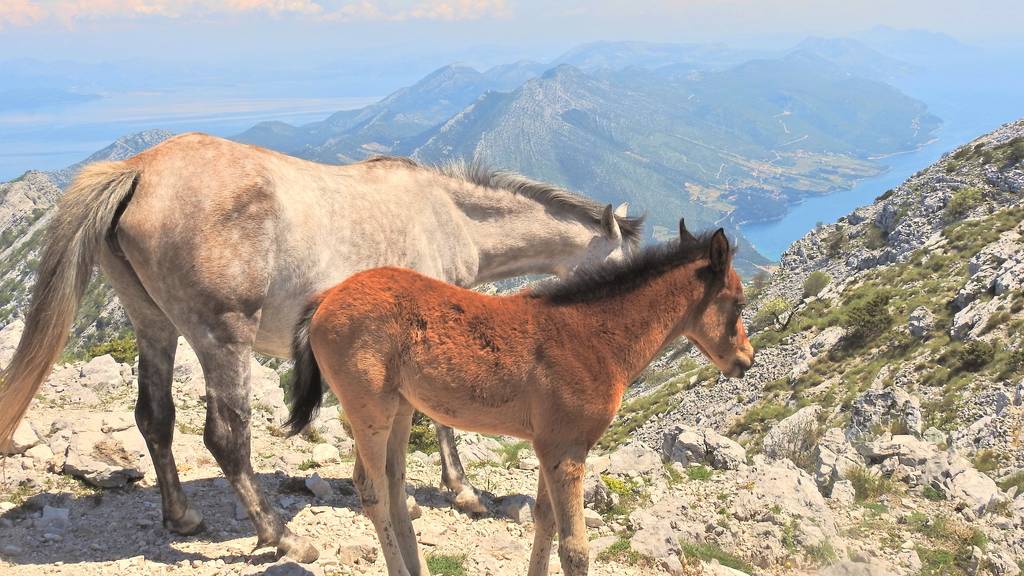 54 photos of Croatia's fantastic flora and fauna