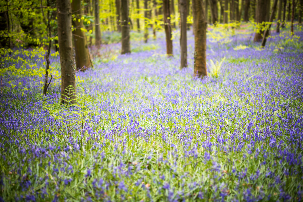Take a Virtual Bluebell Walk with the UK National Trust