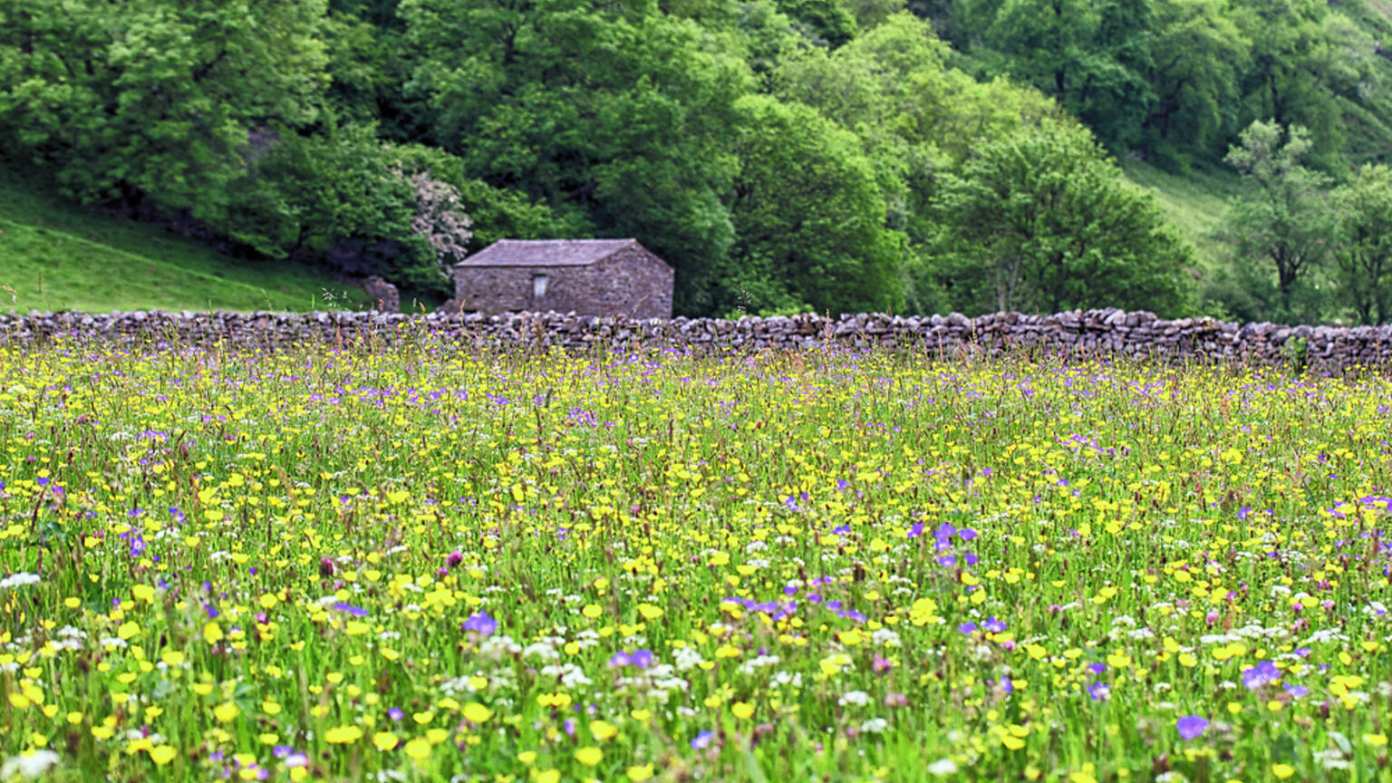 Best Places to See Wildflowers in the UK, from Cherry Blossom to Bluebells