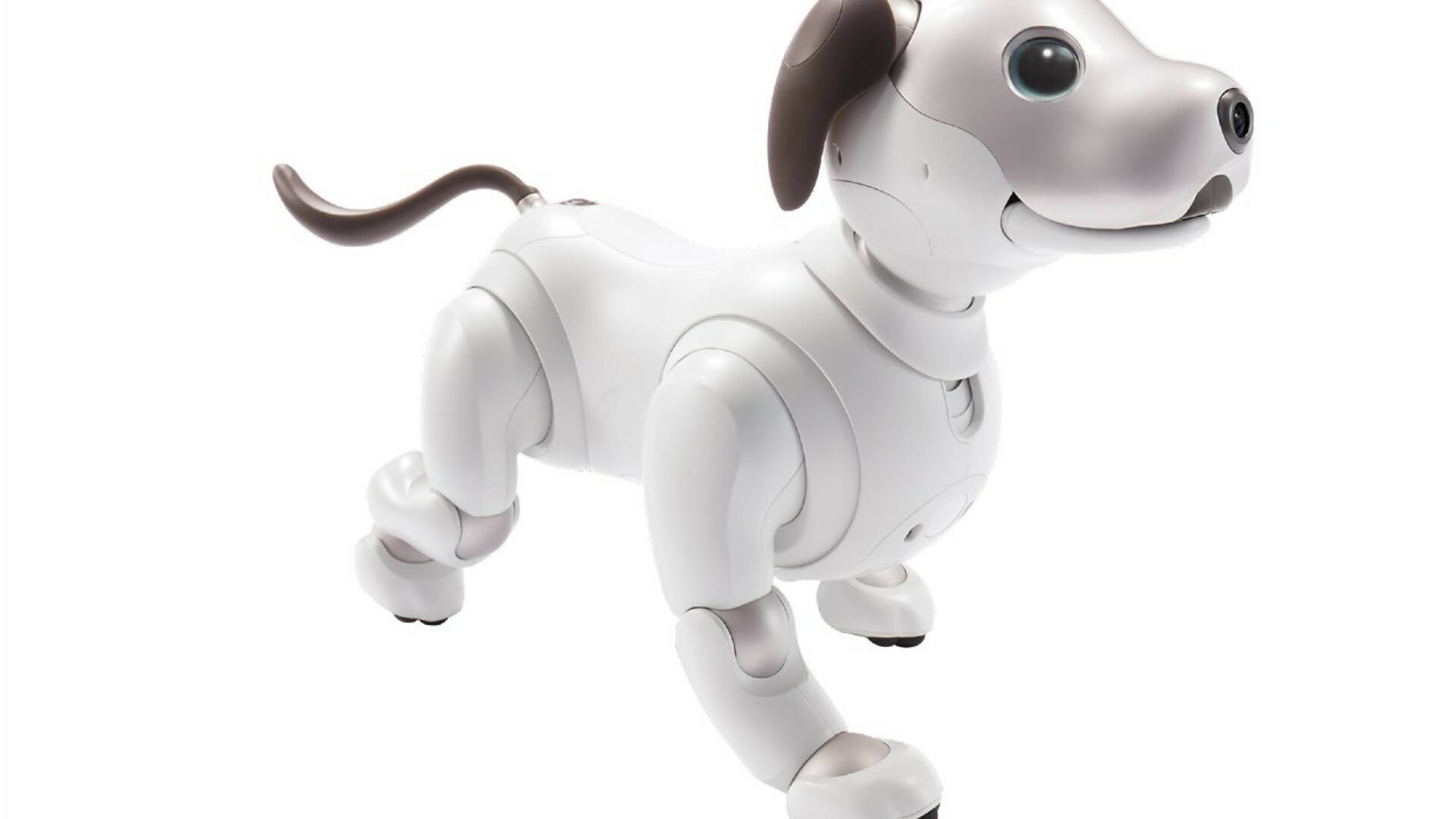 Meet Japan's robot pets and companions | Time Out Tokyo